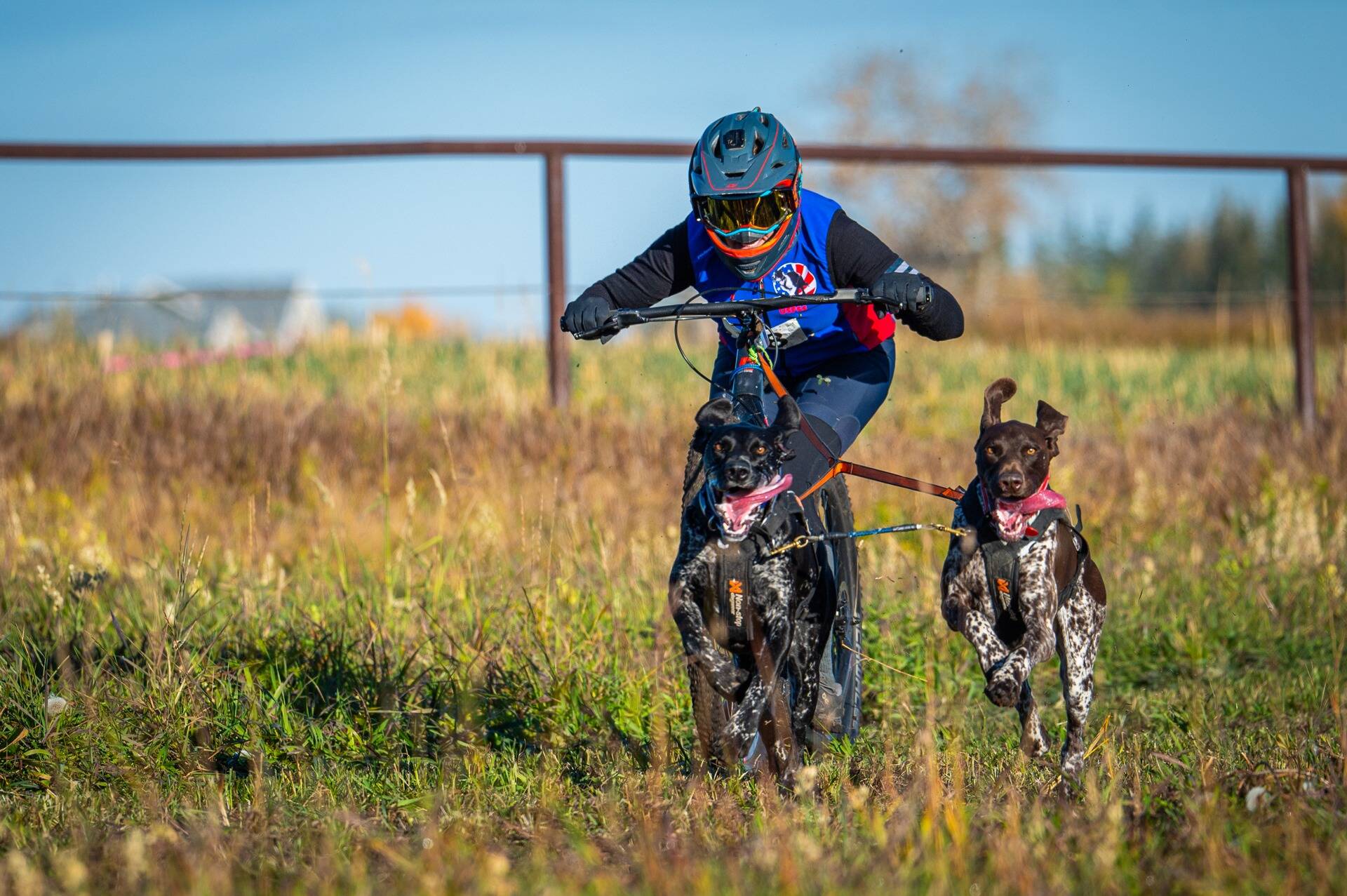 Dryland Race | Bitterroot Dog Powered Sports